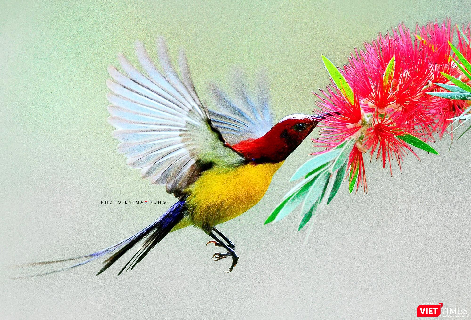 Rất nhiều loài chim quý bên vực tuyệt chủng, công chúng hiếm khi được thấy.