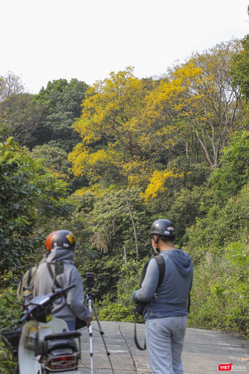 Ảnh: Sức hút lạ kỳ của Sơn Trà vào mùa hoa lim xẹt