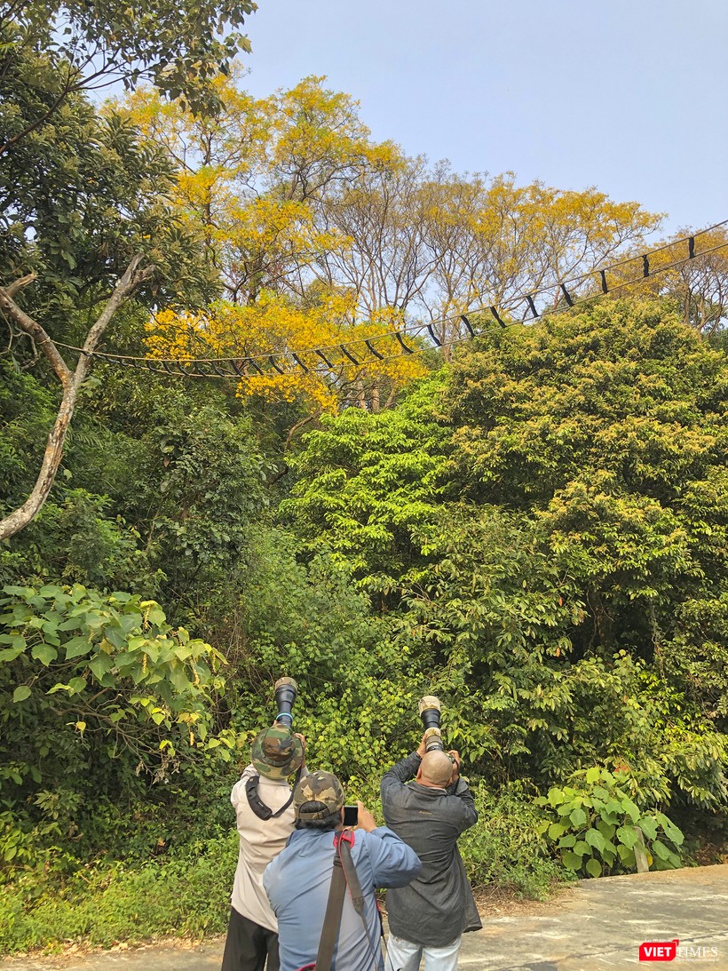 Ảnh: Sức hút lạ kỳ của Sơn Trà vào mùa hoa lim xẹt