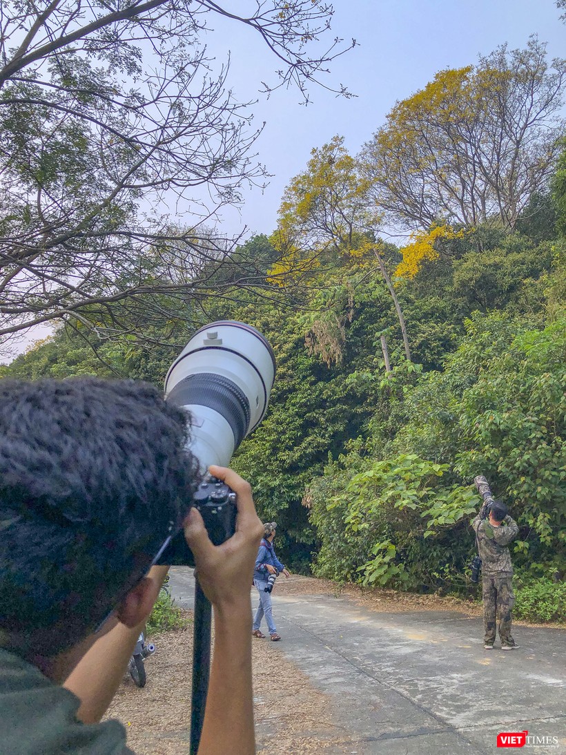 Ảnh: Sức hút lạ kỳ của Sơn Trà vào mùa hoa lim xẹt